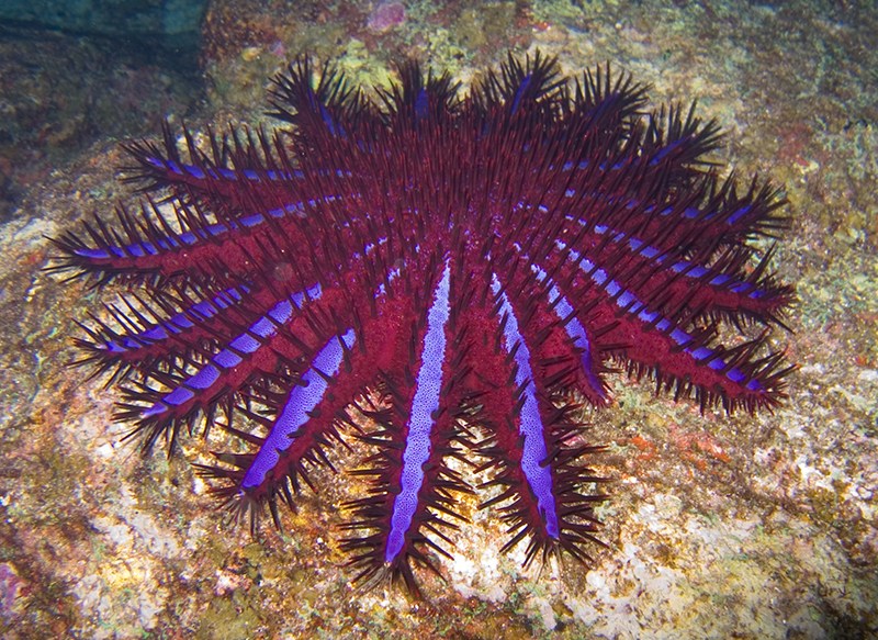 Crown of thorns starfish: the reef killer - KUAM
